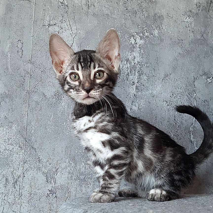 Угольный серебро бенгал