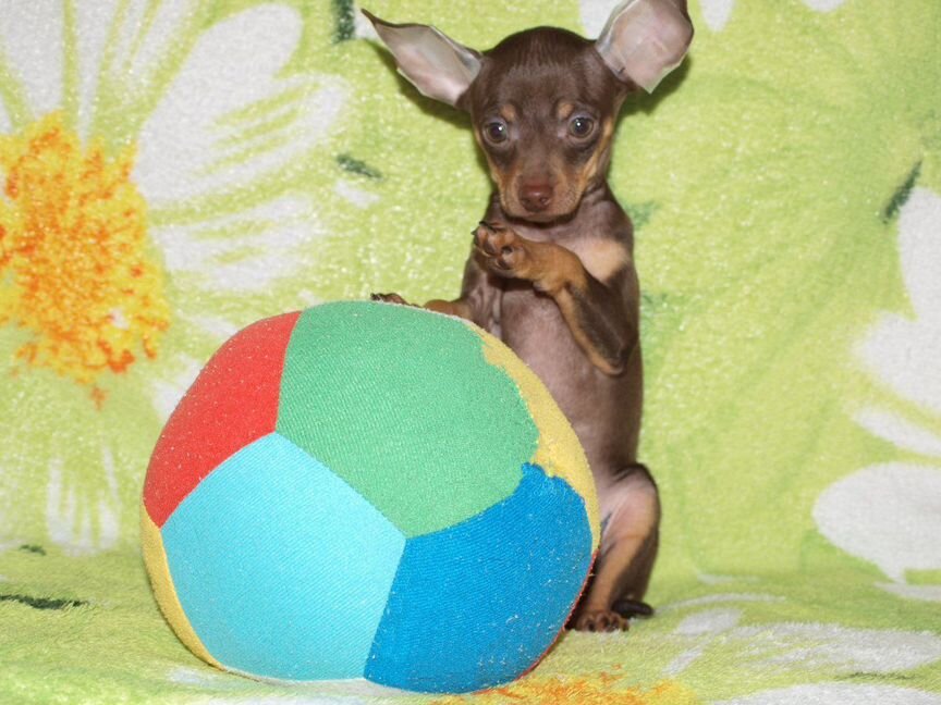 Русский той терьер щенки разные окрасы