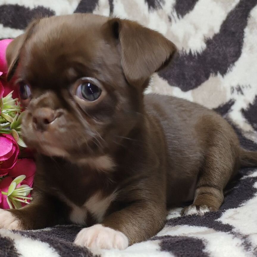 Шоколадка Чихуахуа