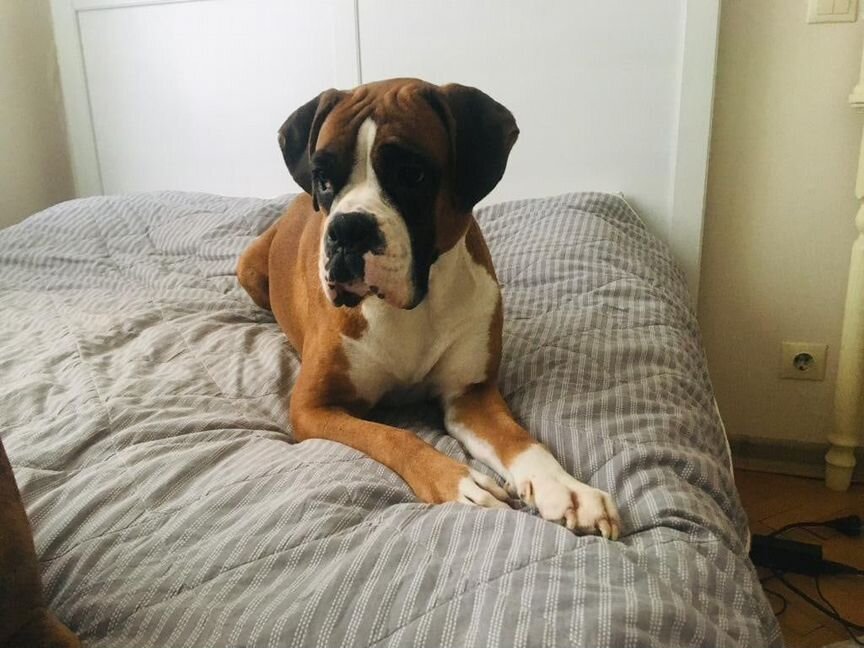 Отдам немецкого боксера