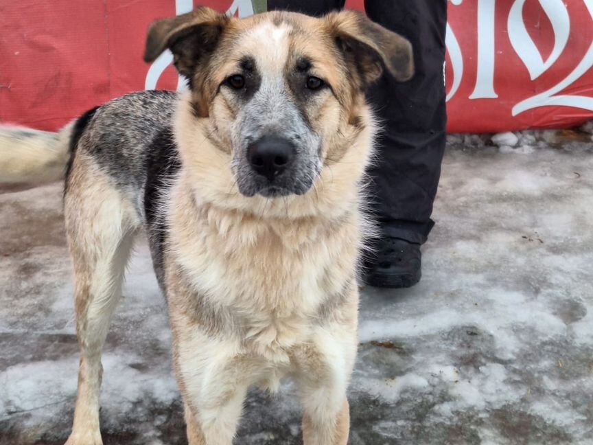 Собака в добрые руки отдам бесплатно