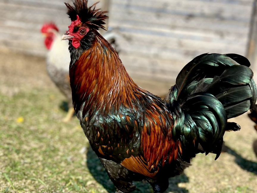 Петухи Павловкие золото