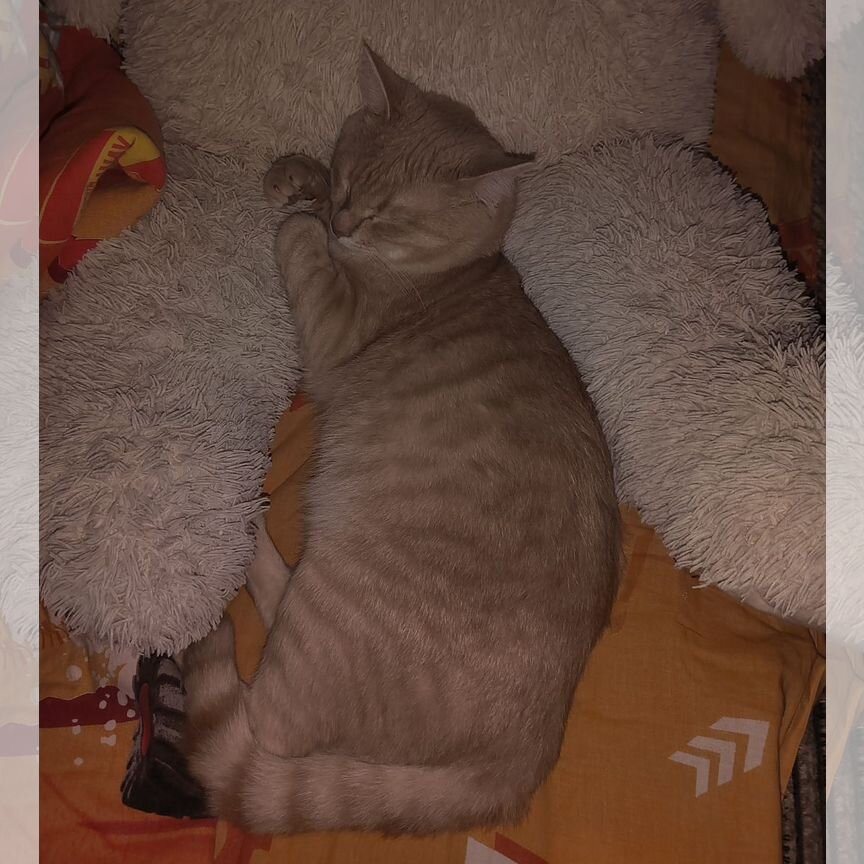 Отдам кота