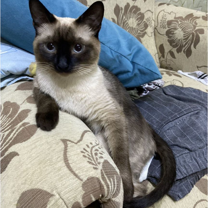 Сиамская кошечка на вязку