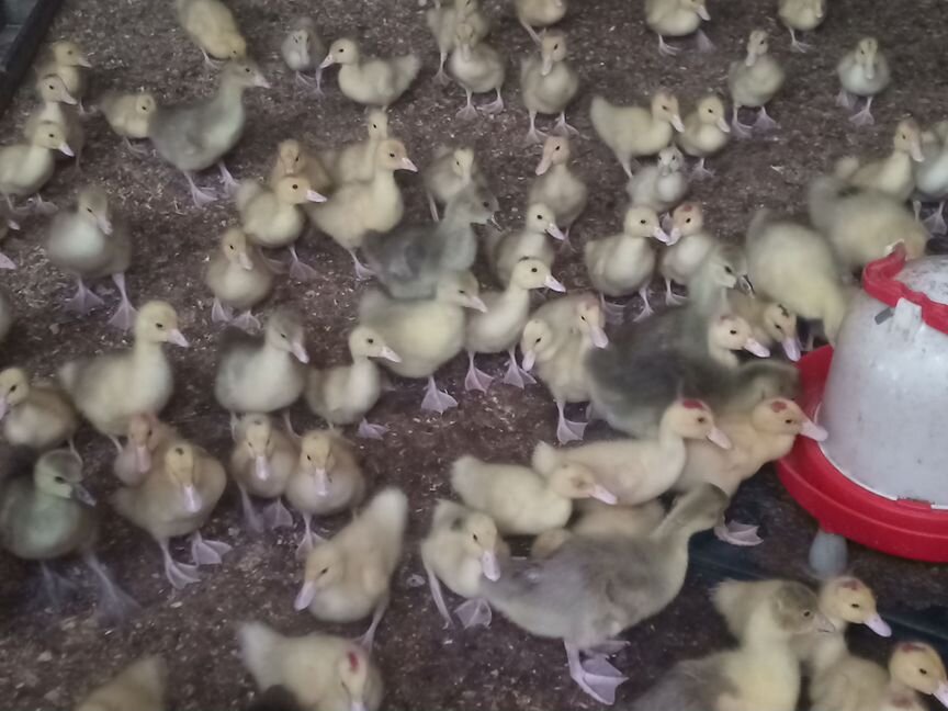 Утята гусята