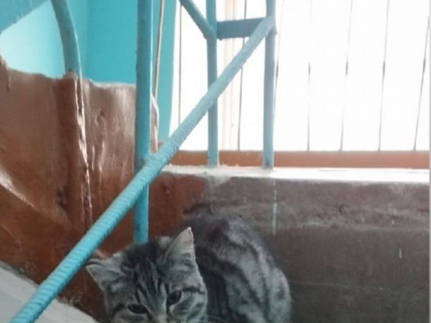 Котенка подкинули в подъезд