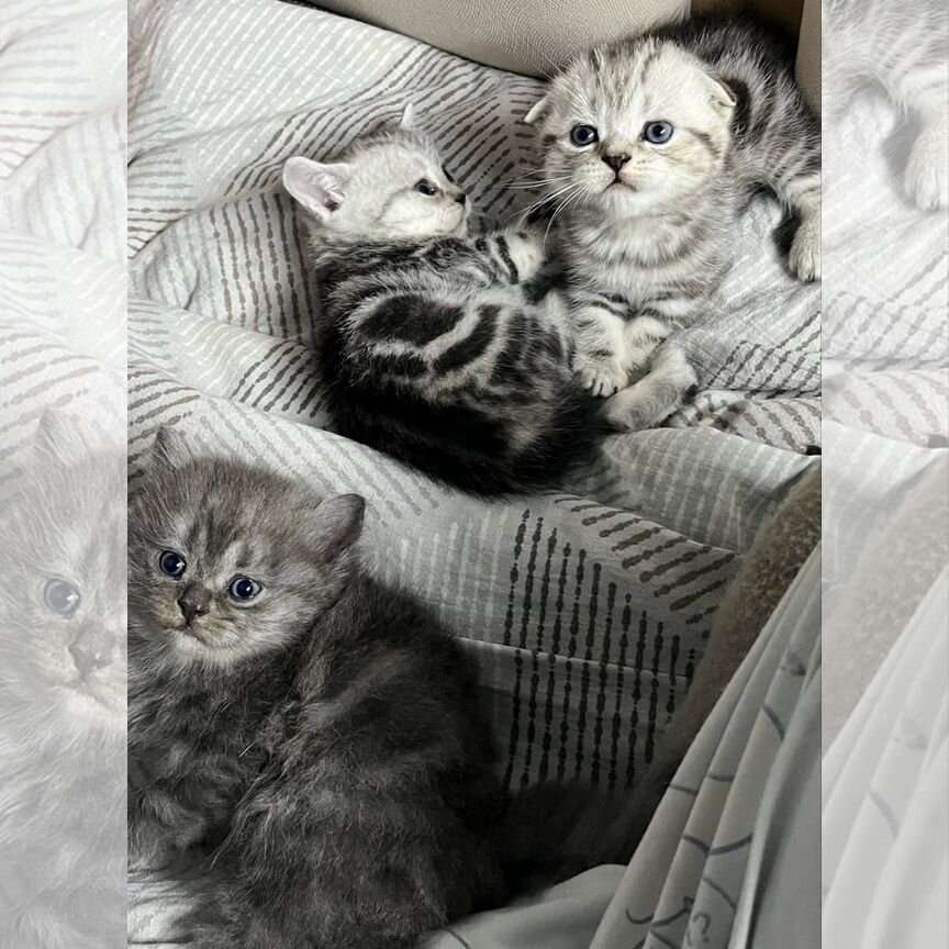 Шотландский вислоухий короткошёрстный котёнок