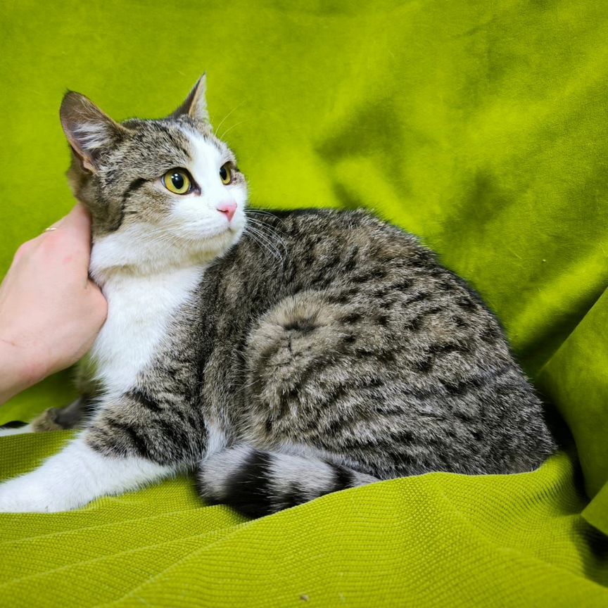 Ласковая, молодая кошечка ищет дом