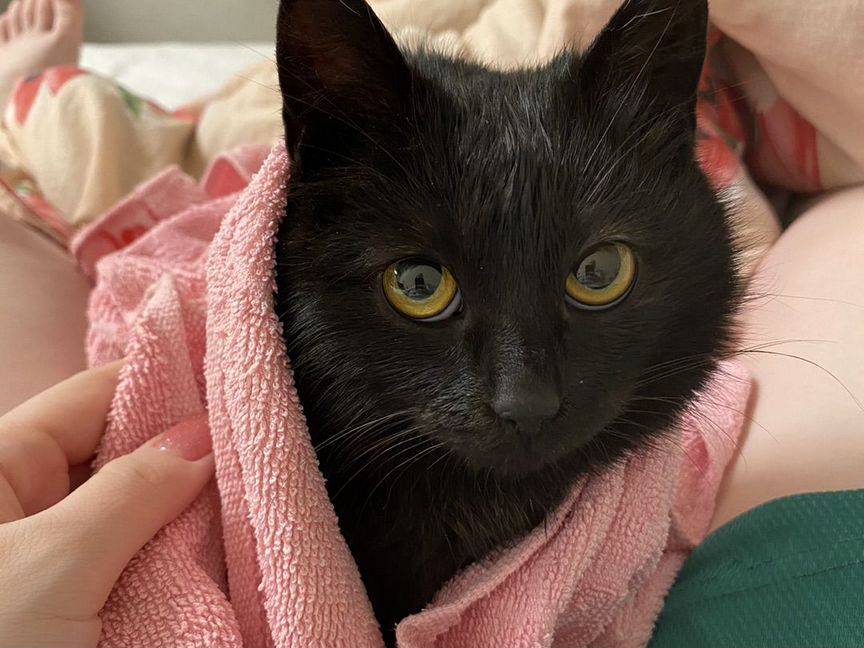 Кошка с улицы