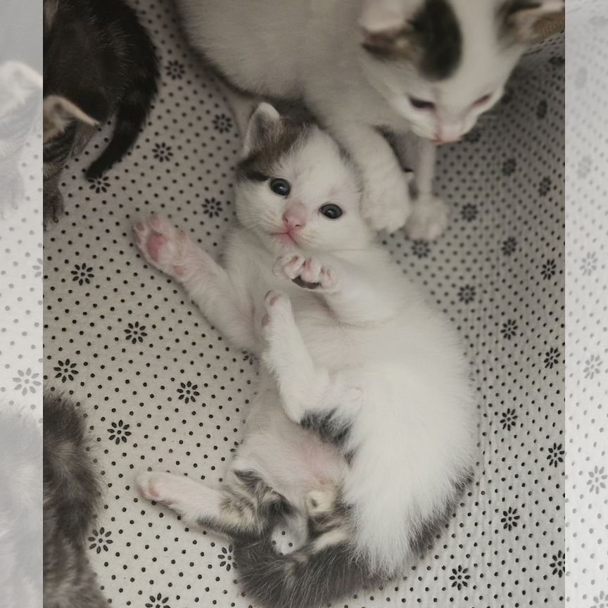 Котята