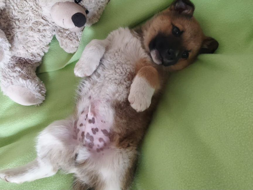 Продам собаку пишите в личку все вопросы туда