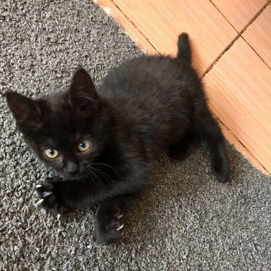 Котенок