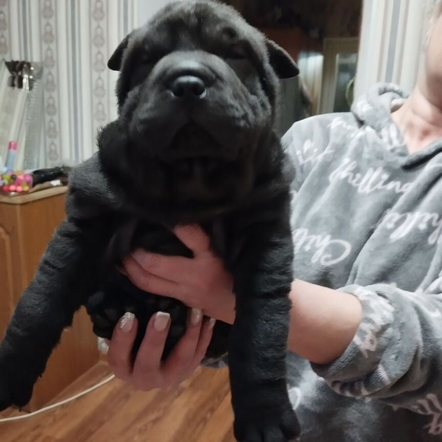Шарпей
