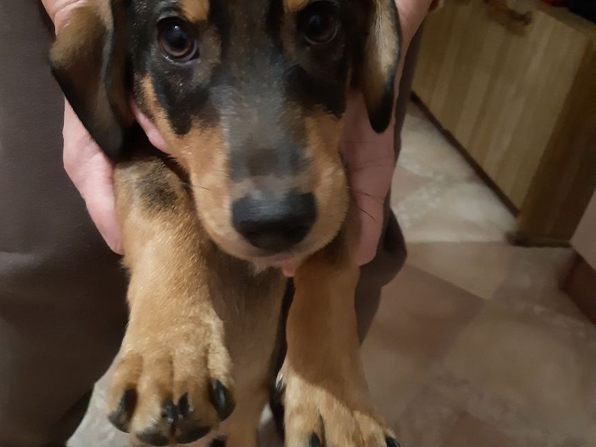 Отдам в хорошие руки собаку