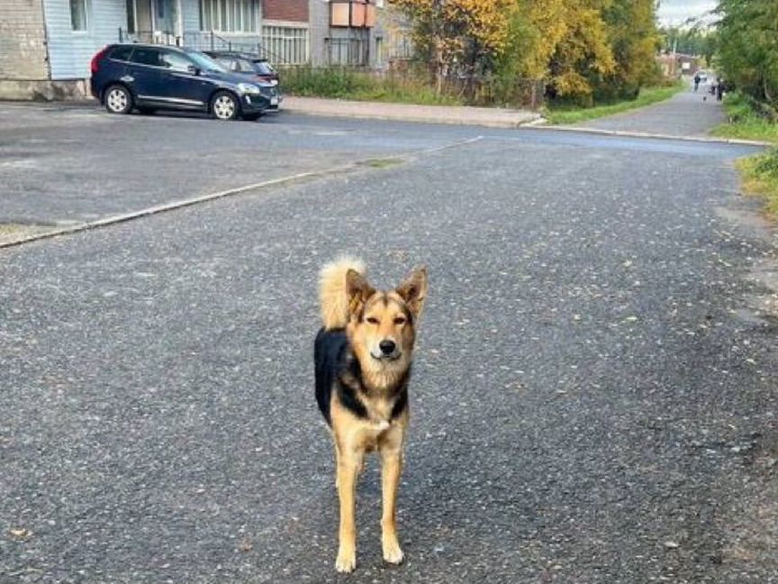 Собака в добрые руки