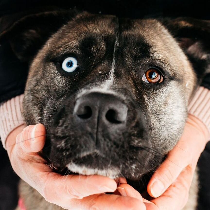 Взрослая собака в добрые руки