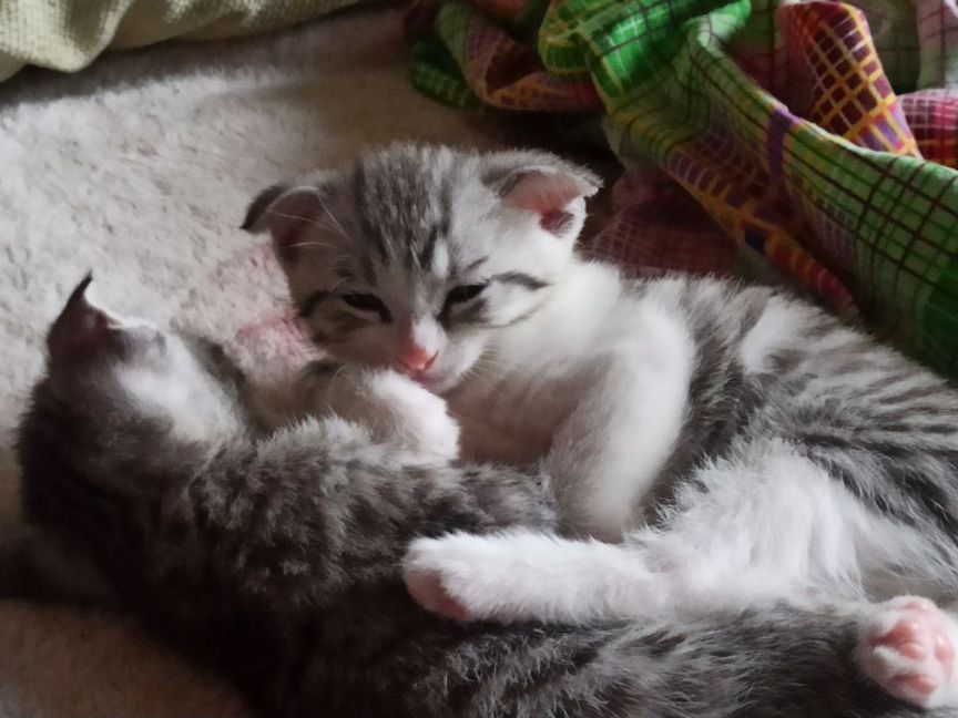 Котята британцы