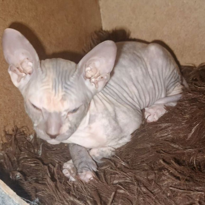 Канадский сфинкс котёнок