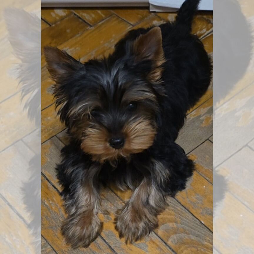 Йоркширский терьер, щенок