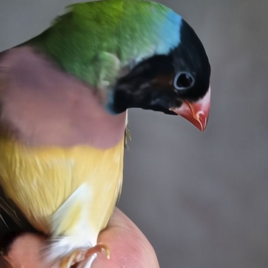 Самка амадины гульда