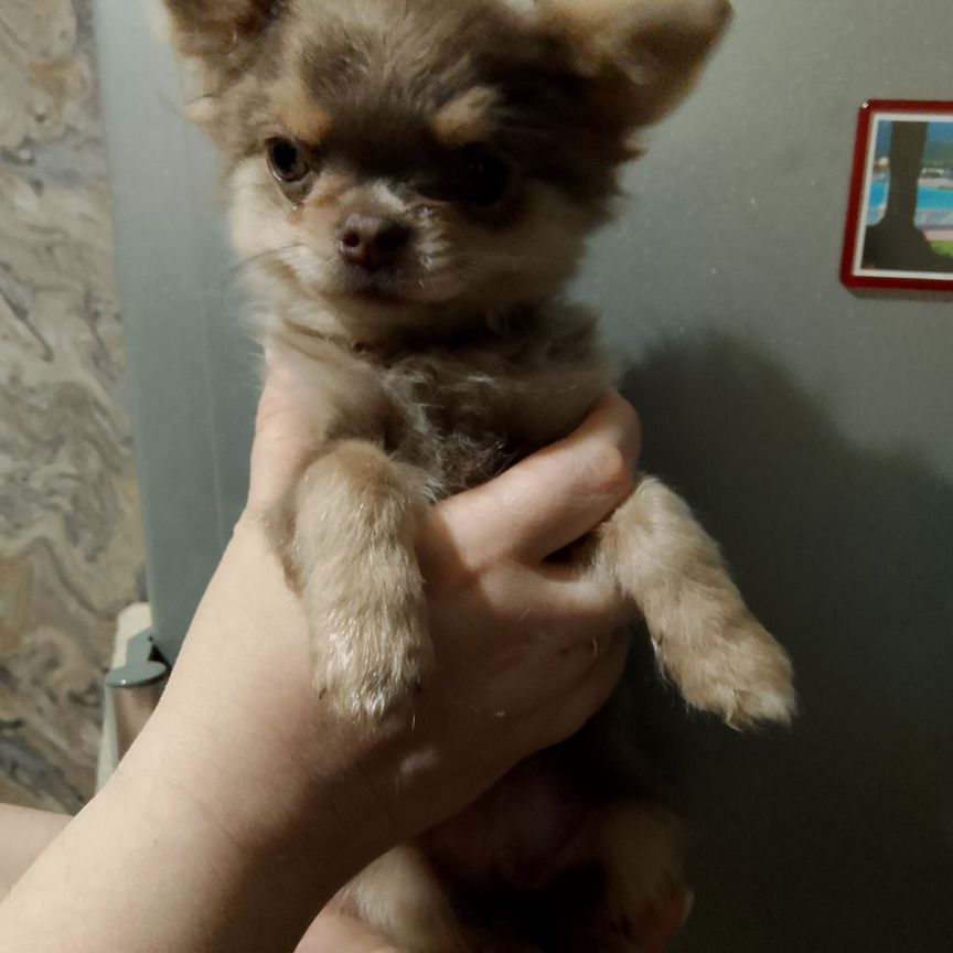 Чихуахуа мини