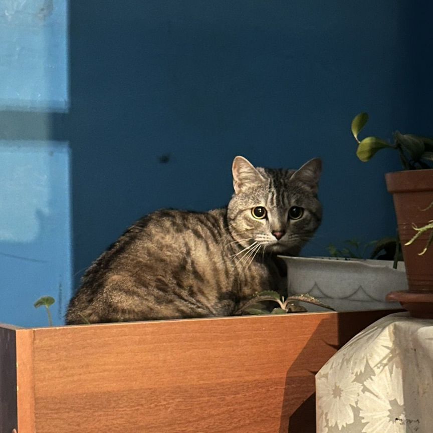 Отдам кота в добрые руки