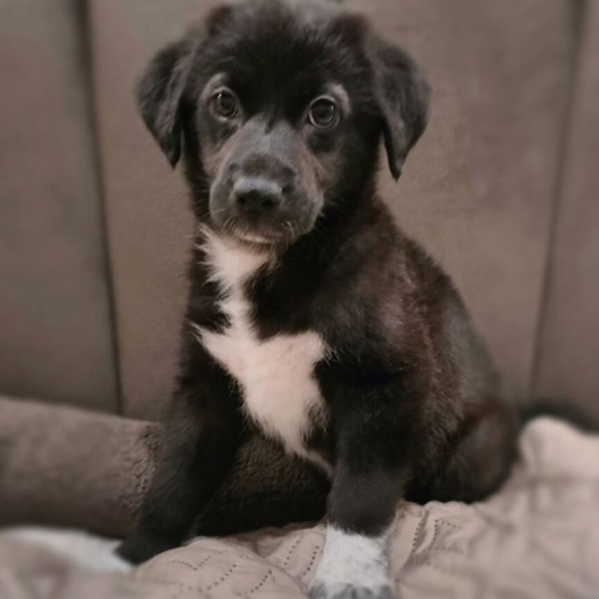 Девочка, 1,5 мес