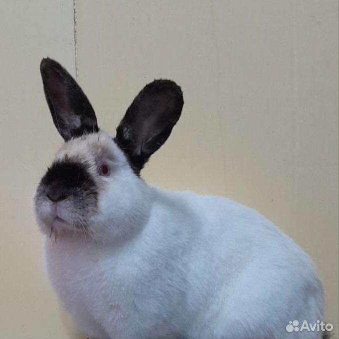 Крол Калифорнийский (вязка)