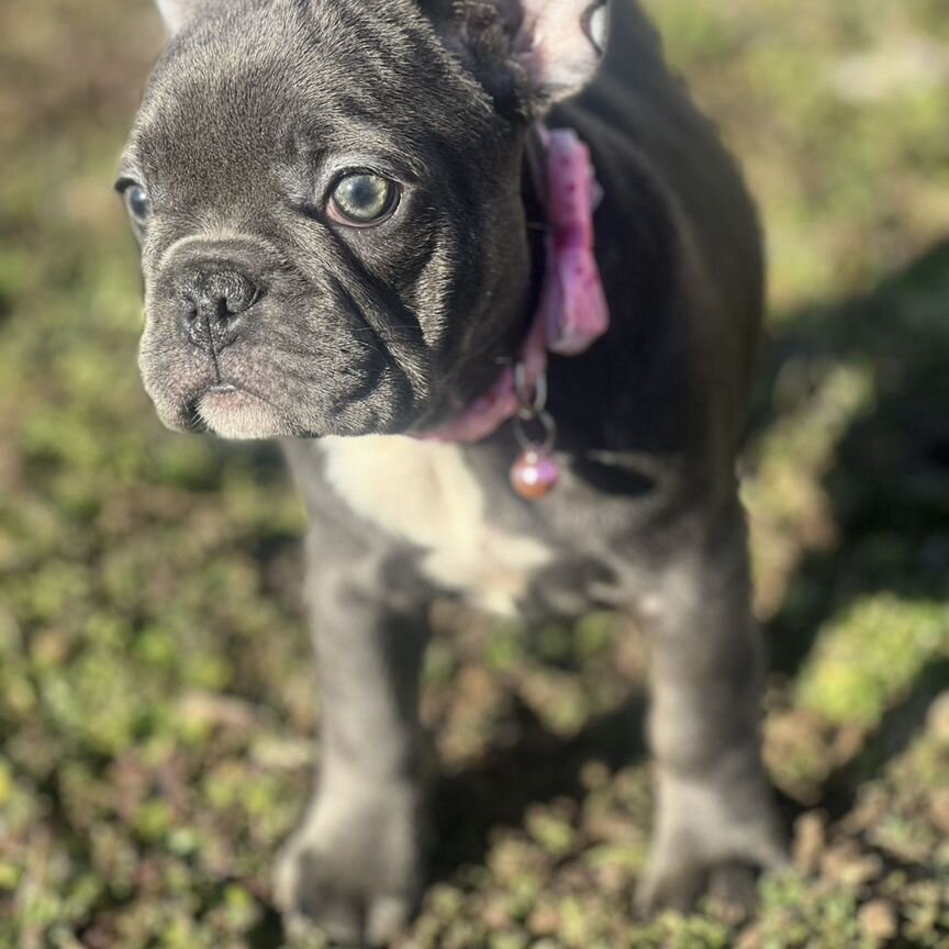 Голубая леди