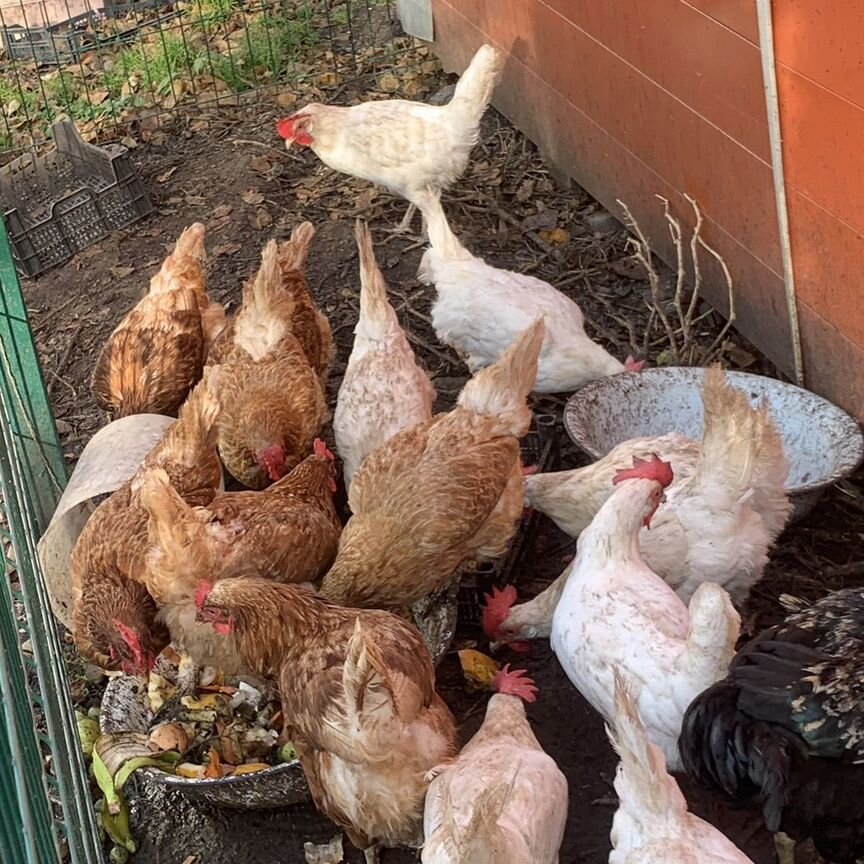 Куры несушки