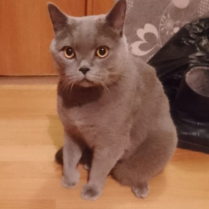 Британский короткошёрстный, взрослый кот