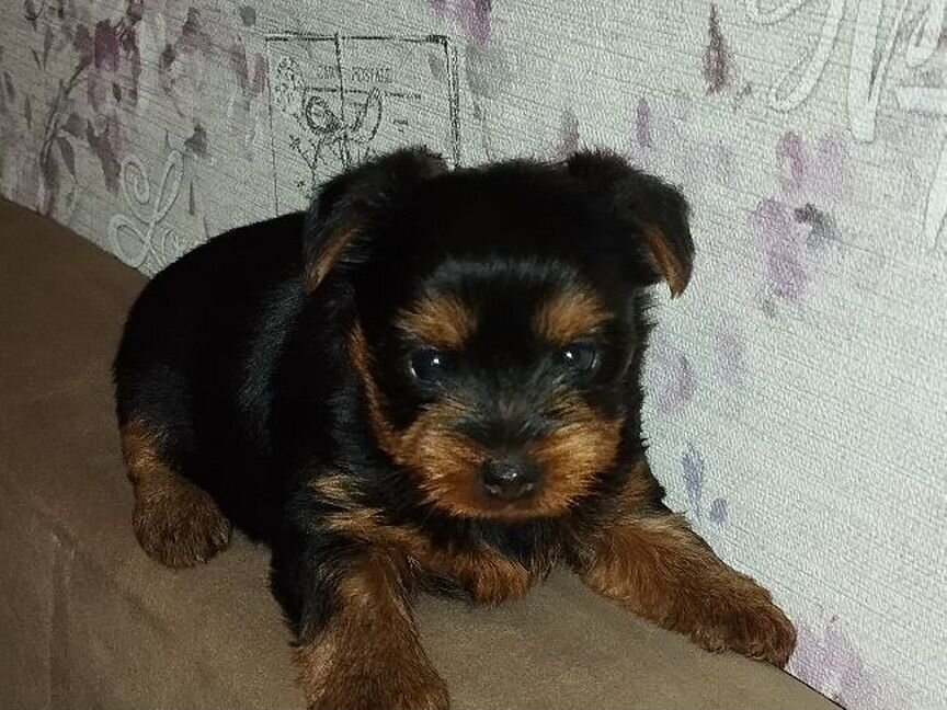 Йоркширский терьер щенки шоколадный