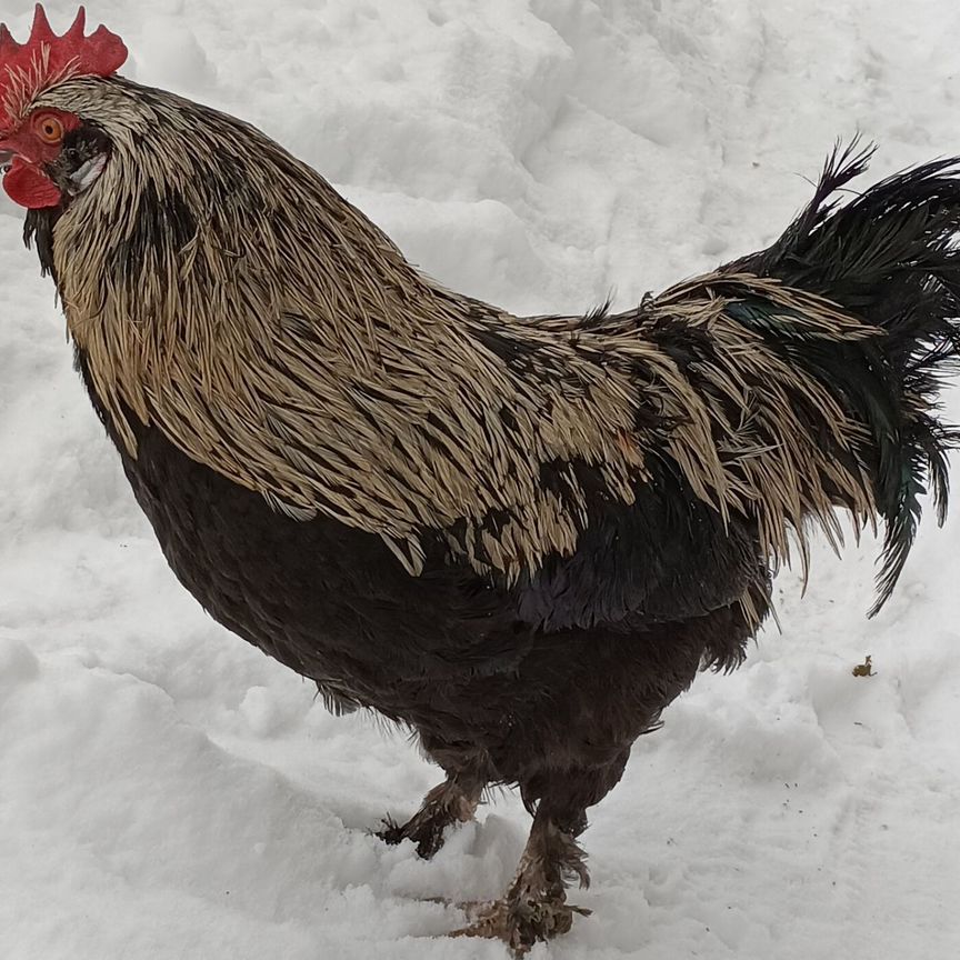 Петух фавероль черный лососевый