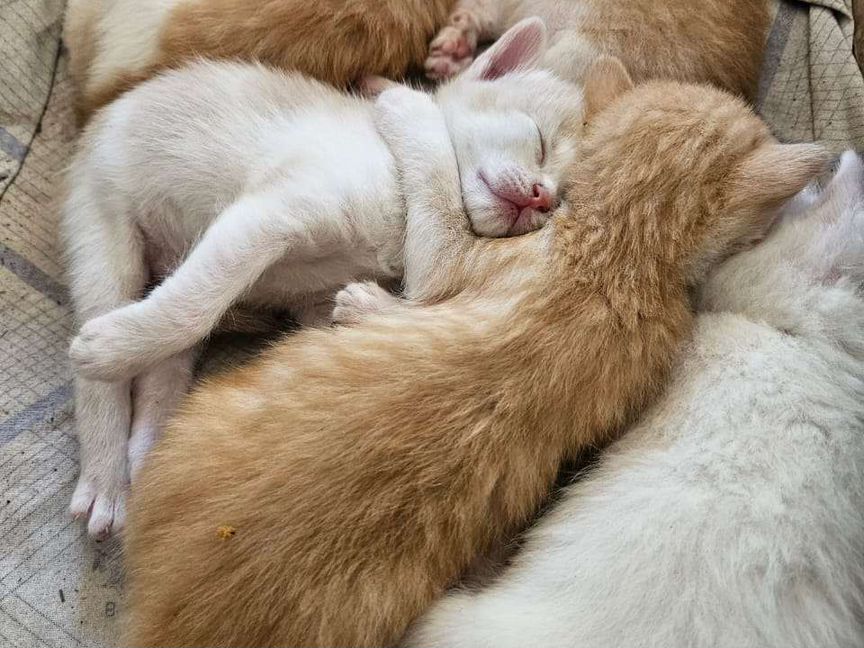 Котята в добрые руки бесплатно