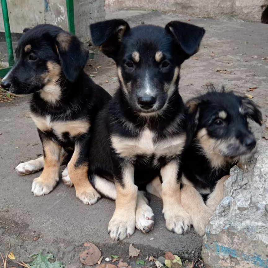Щенок в добрые руки