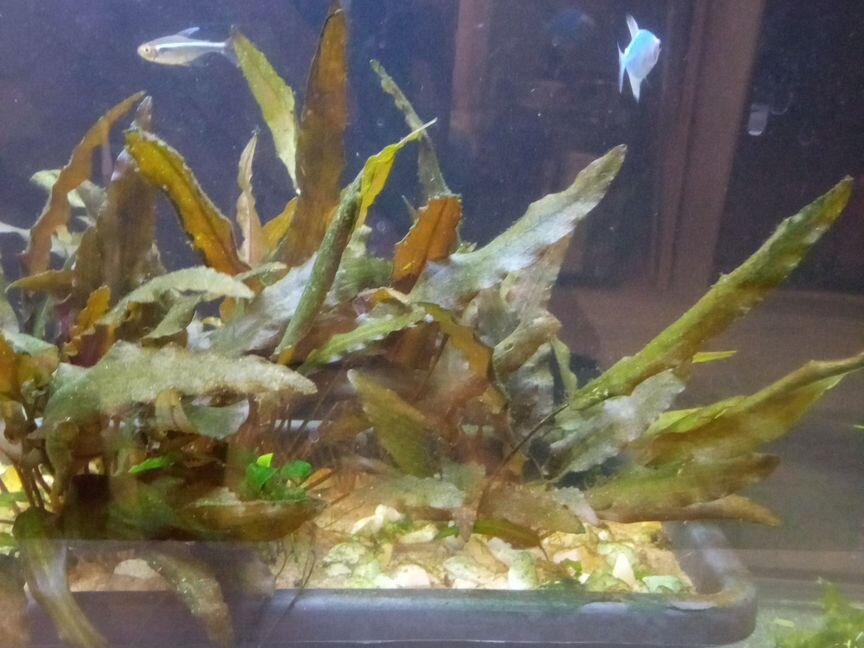 Криптокорина водоросли
