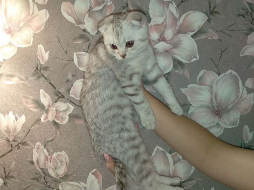 Шотландский вислоухий мальчик