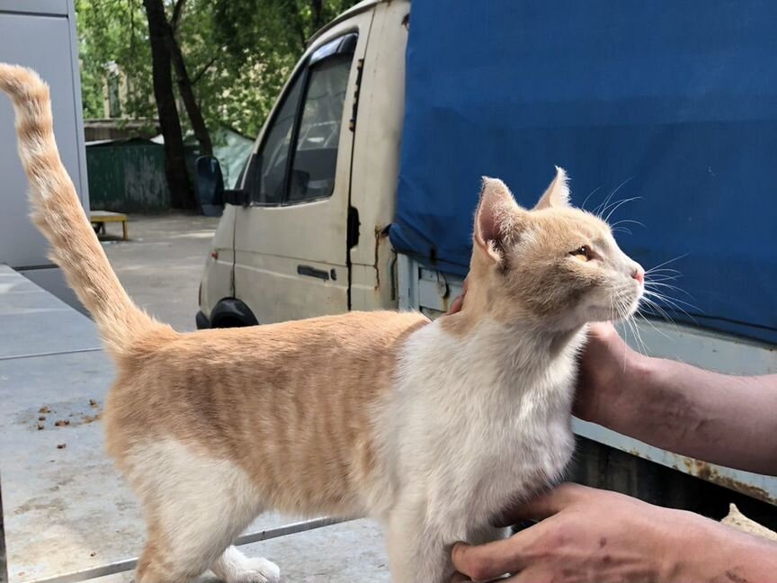 Рыжий кот в добрые руки
