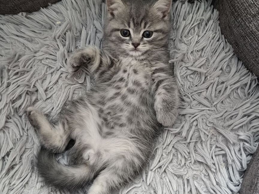 Британские котята