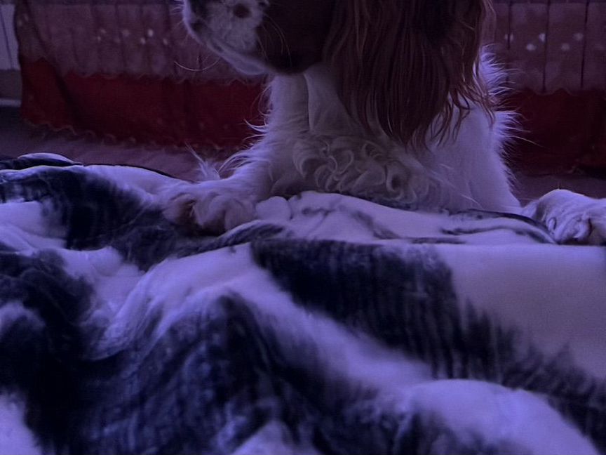 Кавалер кинг чарльз вязка