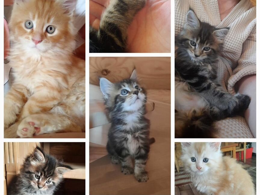 Котята мейн-кун полидакт