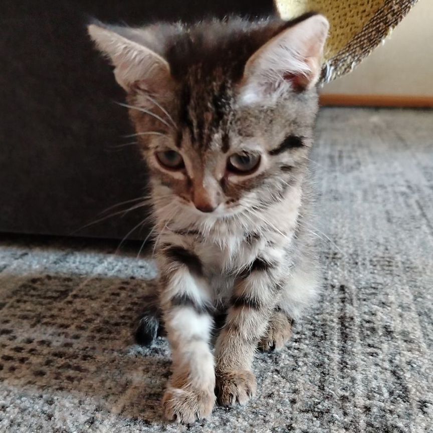 Котёнок в добрые руки