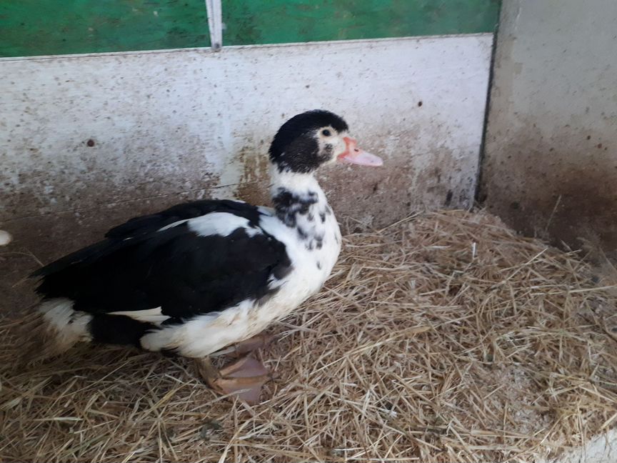 Мускусные утки