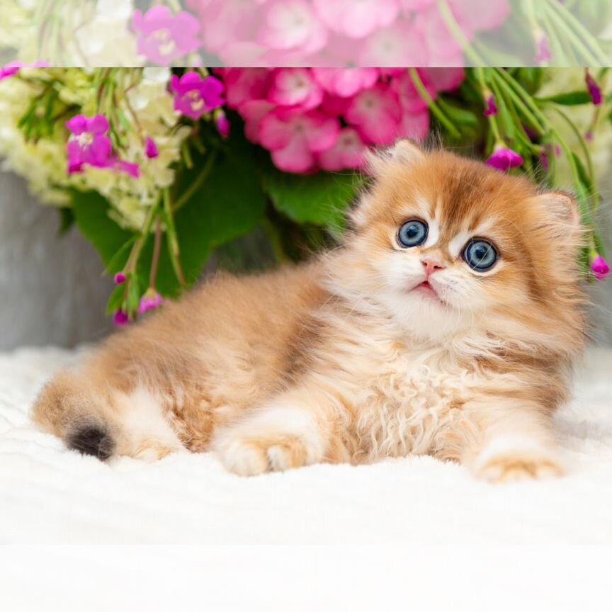 Котенок девочка золотая шиншилла