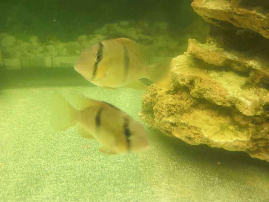 Гвианакара стайка 4 хвостика