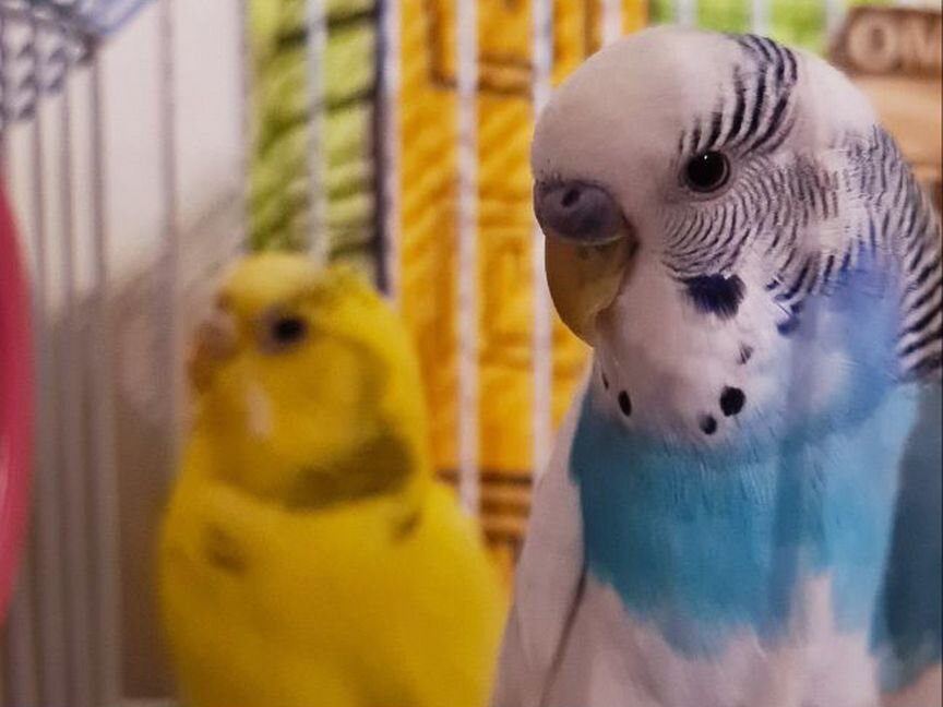 Волнистые попугаи с клеткой