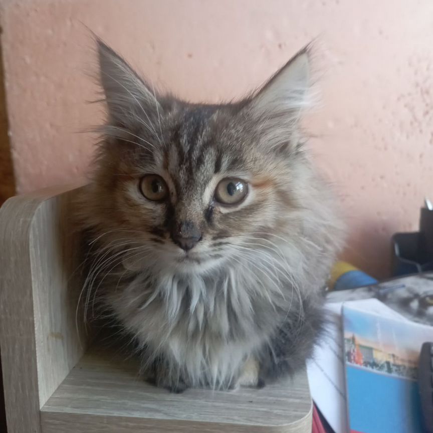 Пушинка в добрые руки