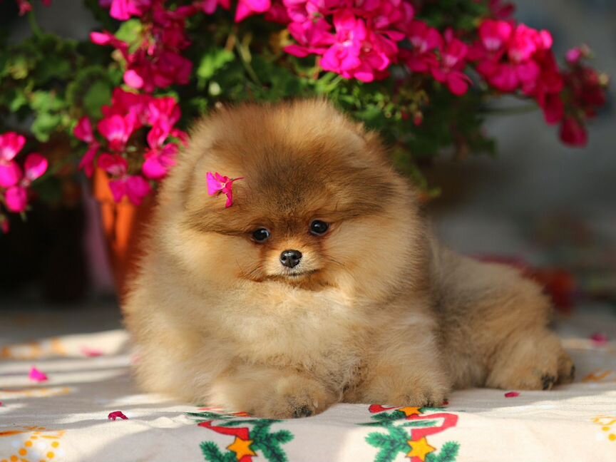 Шпиц медвежьего типа