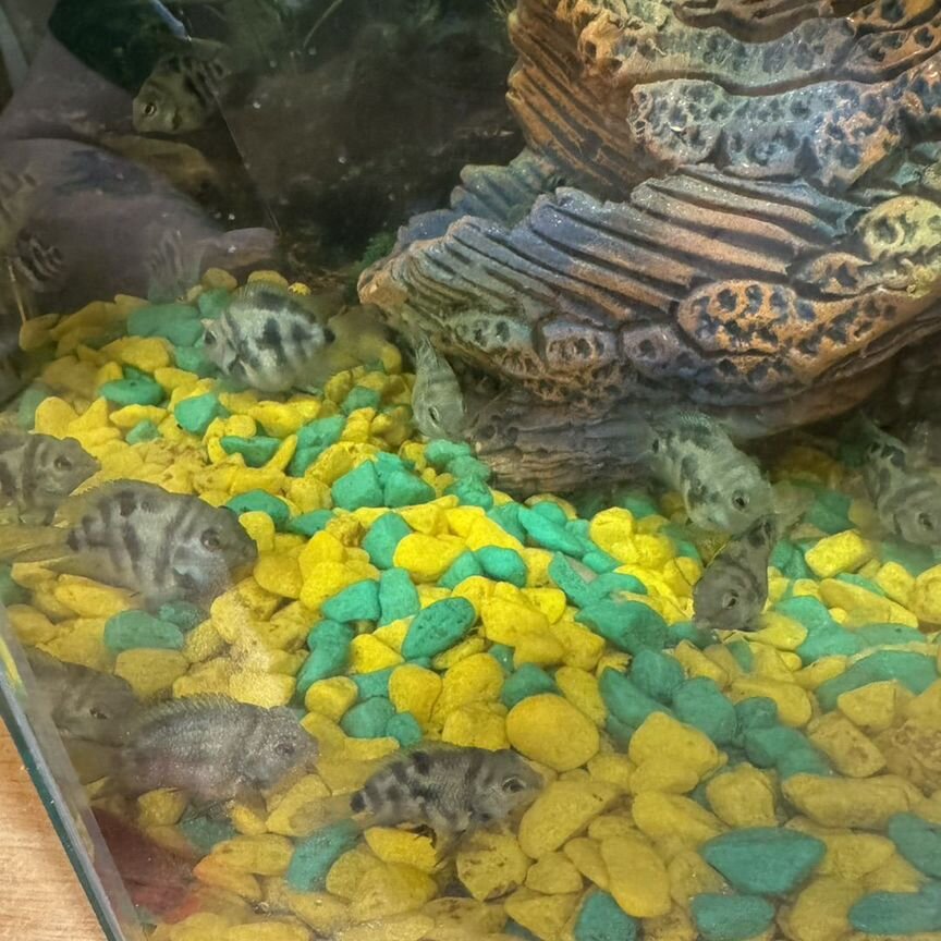 Аквариумные рыбки