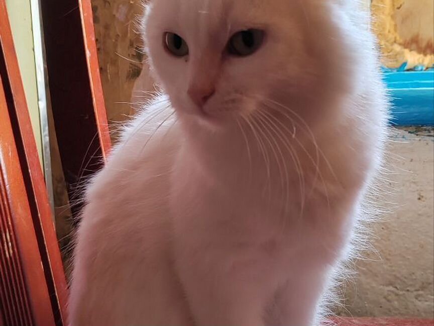 Кошка в дар бесплатно